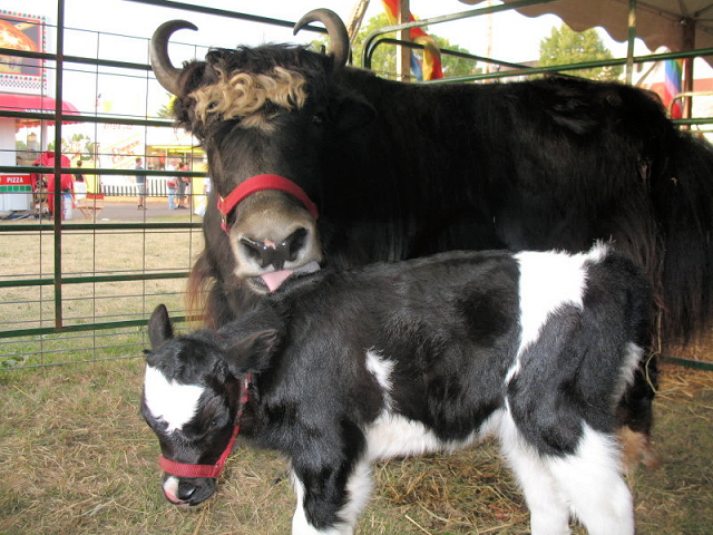 Photo Gallery l Ramsey County Fair